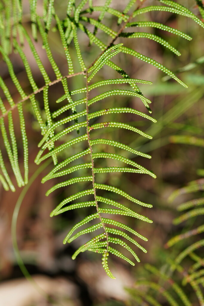 Pouched Coral Fern from Yarra Ranges - Seville, Victoria, Australia on ...