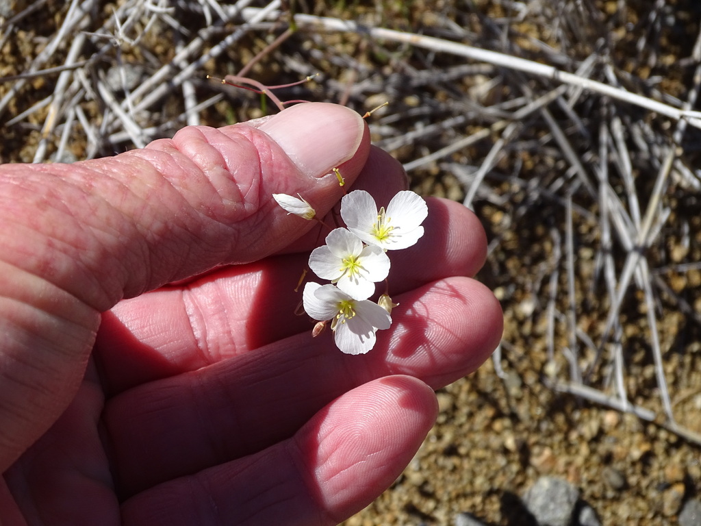 Heliophila seselifolia from Namakwa, Northern Cape, South Africa on ...