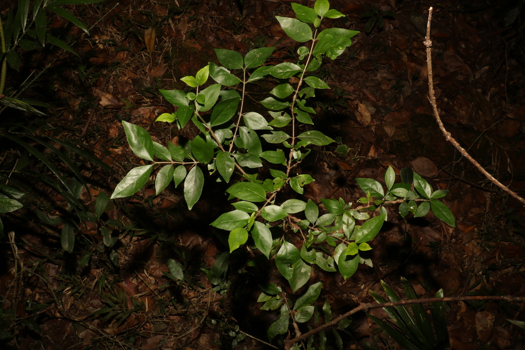 Randia moorei from Nerang QLD 4211, Australia on August 20, 2023 at 12: ...