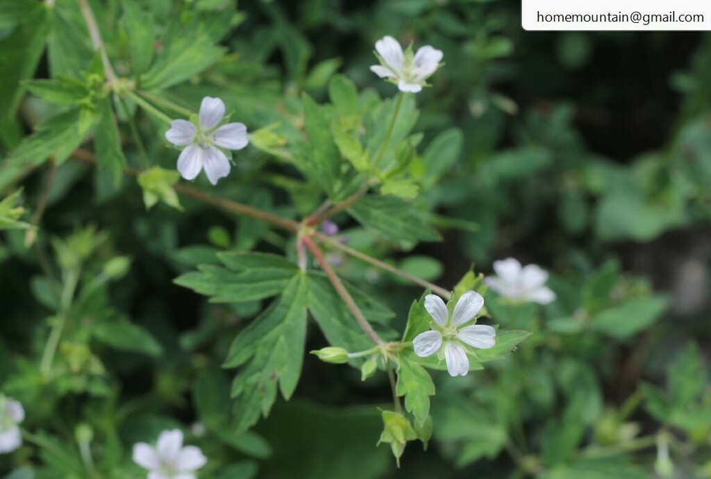 geraniums and cranesbills from Yu County, Hebei, Zhangjiakou, Hebei ...