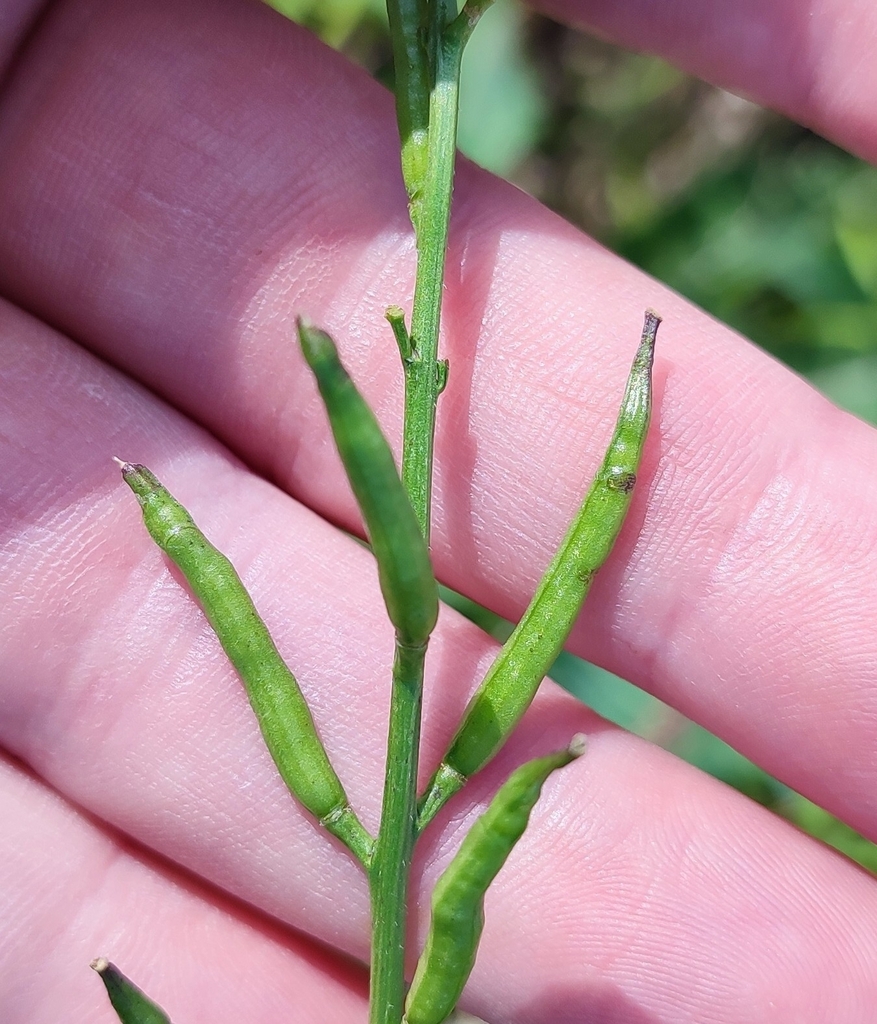 charlock (Mutarda arvensis) - Botanical Realm