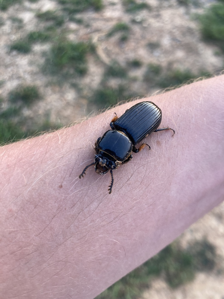 Horned Passalus Beetle from Talbott, TN, US on August 19, 2023 at 07:59 ...
