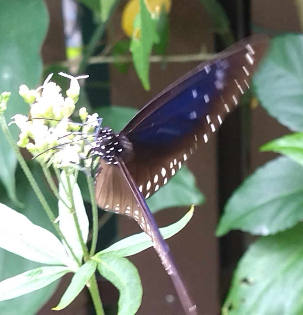 Blue-spotted Crow Butterfly by hahahamo · iNaturalist
