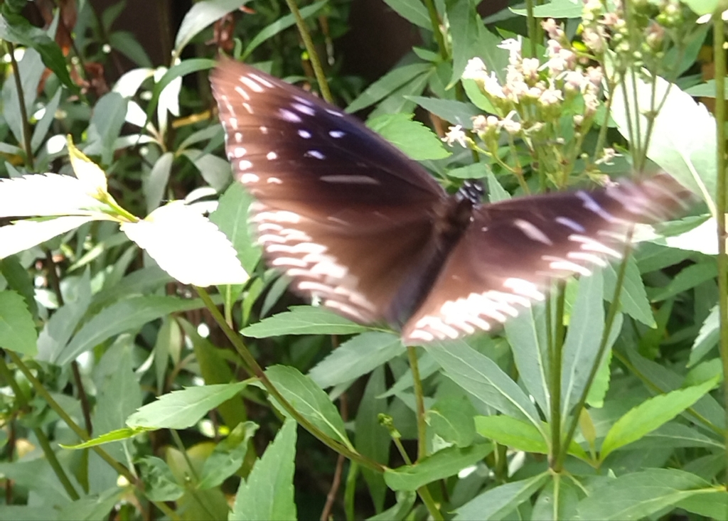 Blue-spotted Crow Butterfly by hahahamo · iNaturalist