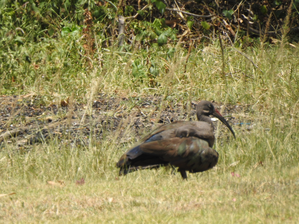 Hadada Ibis from Homa Bay County, Kenya on February 09, 2019 at 01:30 ...