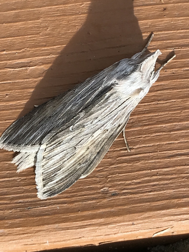 Shark Moth from Rue du Festival, St-Siméon, QC, CA on August 01, 2023 ...