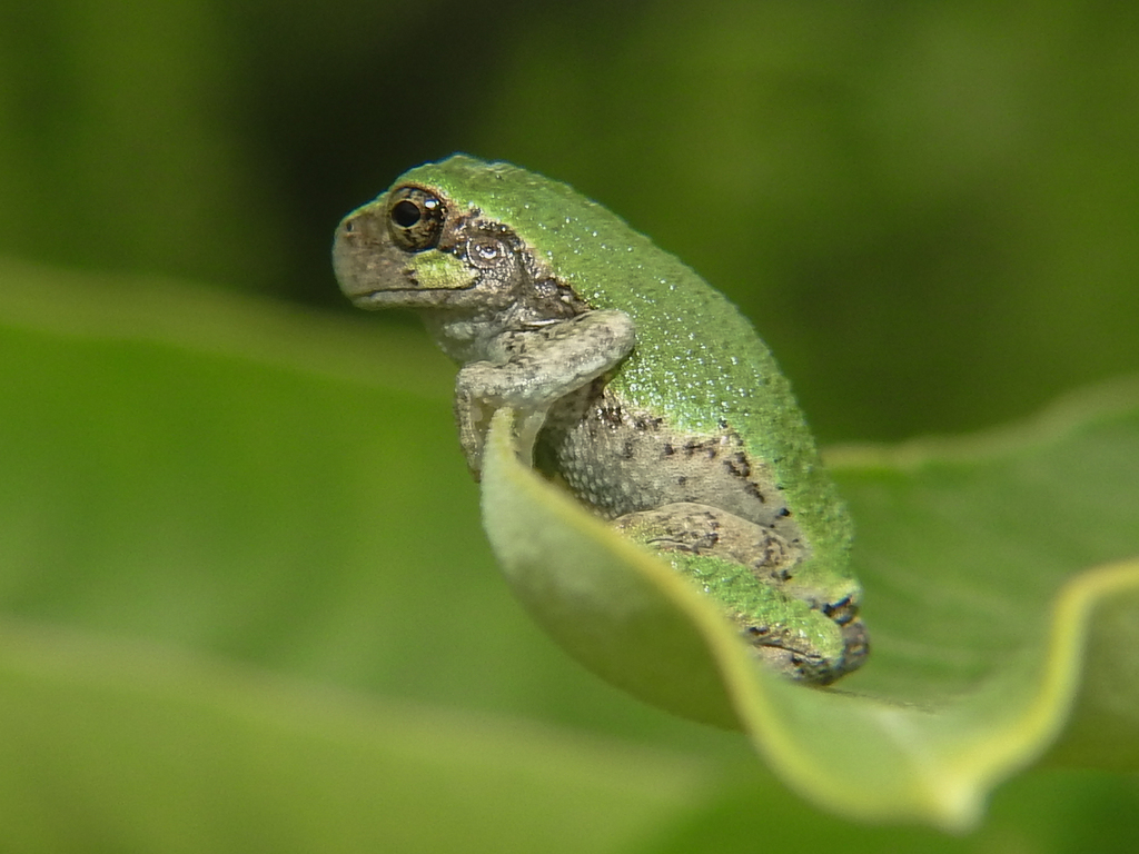 Gray Treefrog from Westborough, MA, USA on August 19, 2023 at 12:38 PM ...