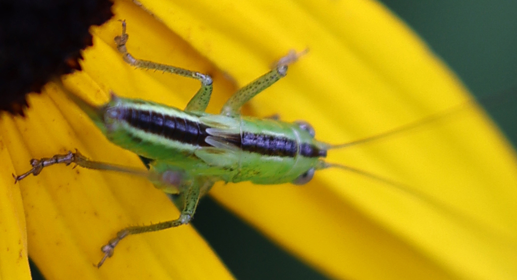 Lesser Meadow Katydids from Shepard Settlement, Onondaga County, NY ...