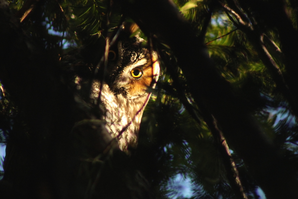 Long-eared Owl in December 2016 by Matt Schenck · iNaturalist