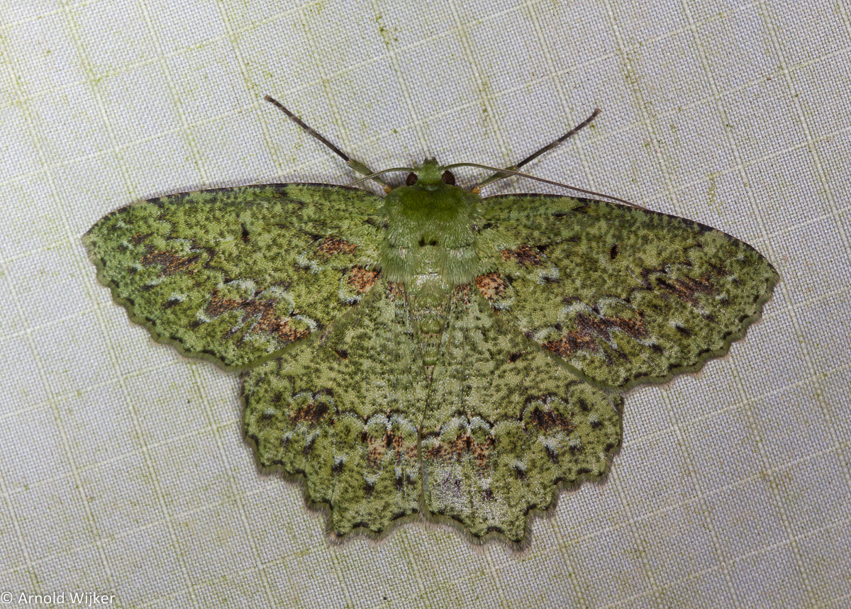 Herochroma urapteraria (Walker, 1860)