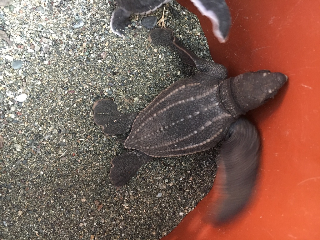 Leatherback Sea Turtle in January 2019 by dylan_langley · iNaturalist