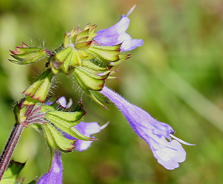 Lyre-leaf sage (Plants of Overton Park's Old Forest, Memphis, TN ...