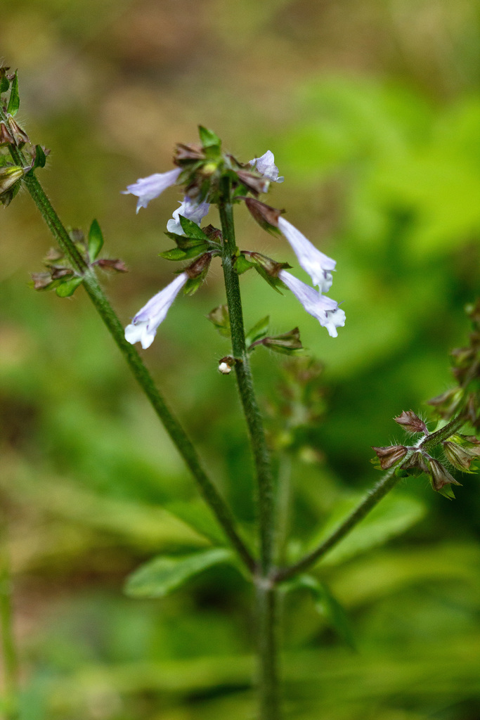 Lyre-leaf sage (Plants of Overton Park's Old Forest, Memphis, TN ...