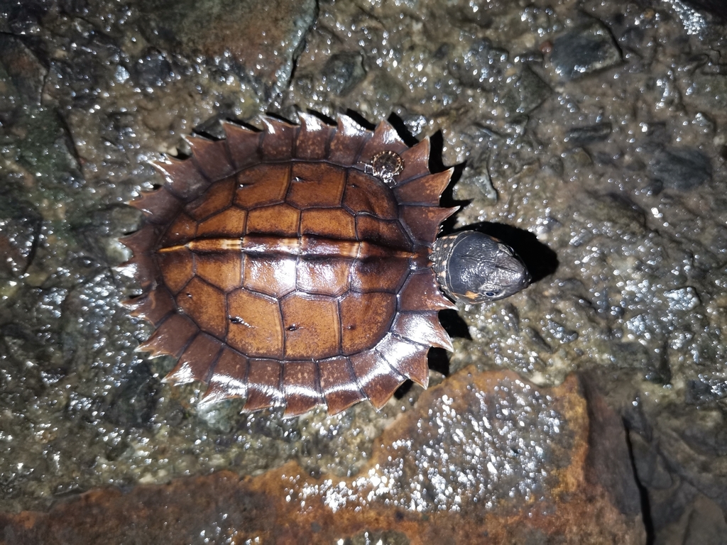 Spiny Terrapin in August 2023 by Andrea Vannini - Environmental ...