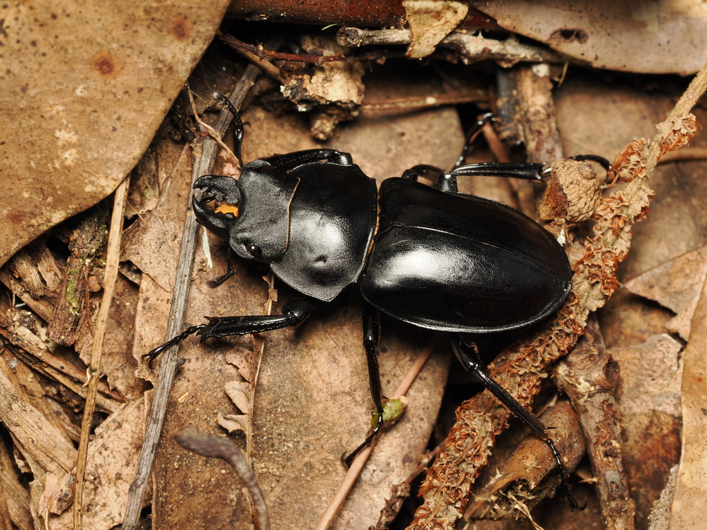 Neolucanus from 台灣台中市 on August 20, 2023 at 11:45 AM by 尤冠智 · iNaturalist