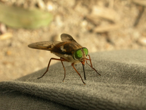 Scaptia maculiventris · iNaturalist