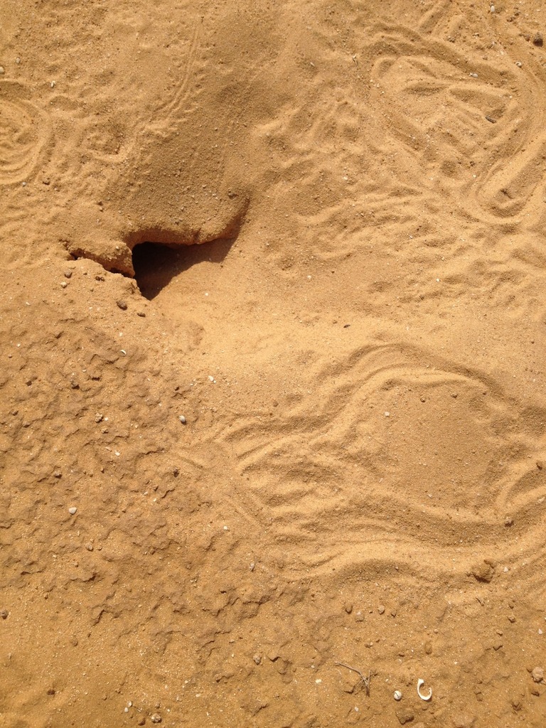 Awl-headed Snake from Hadera, Israel on August 15, 2023 at 10:29 AM by ...