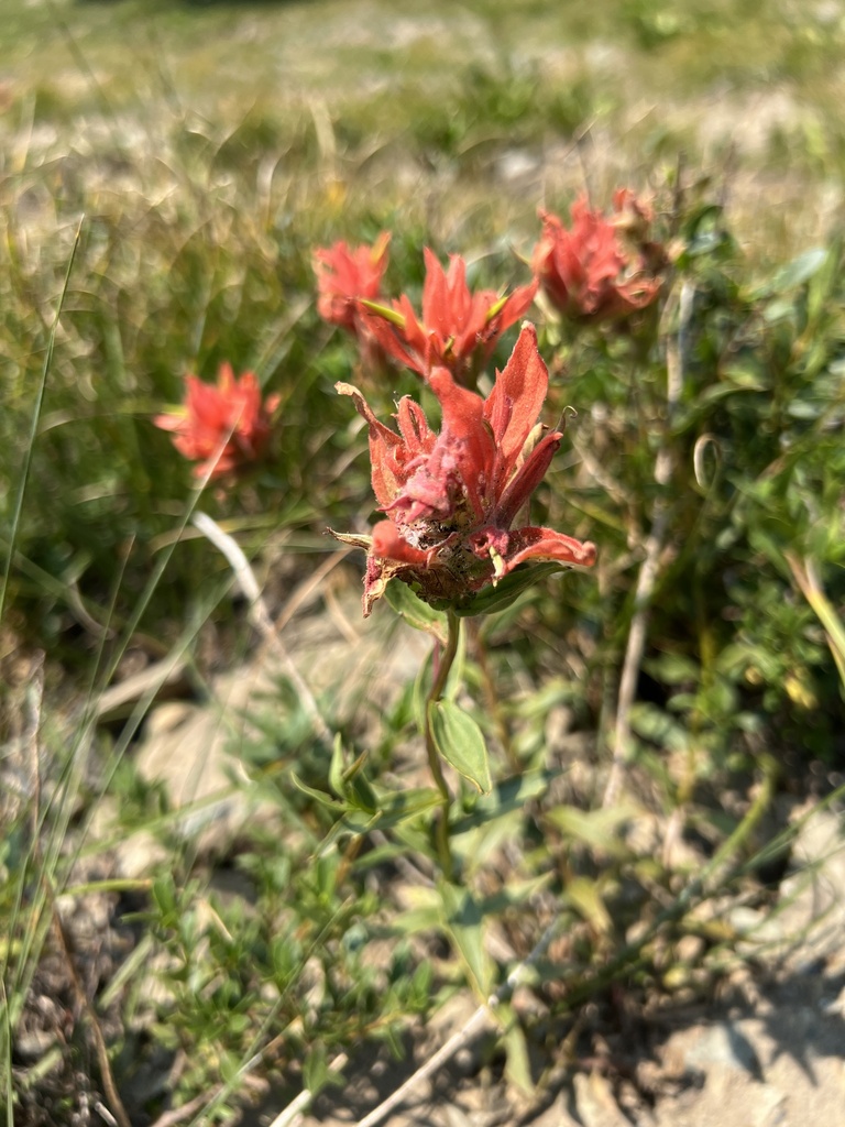 giant red Indian paintbrush from Yakima County, WA, USA on August 19 ...