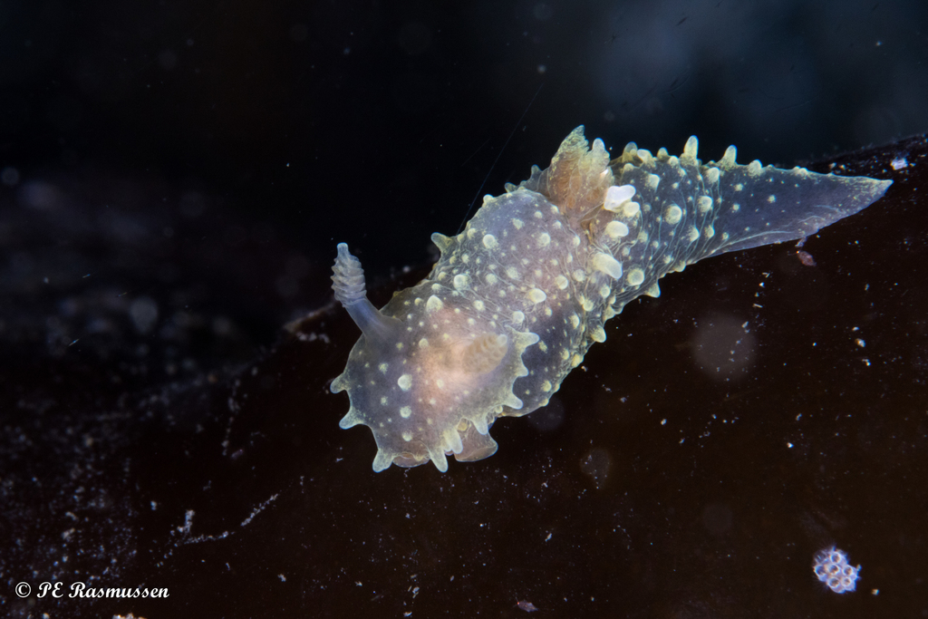 Rim-backed Nudibranch (Nudibranchs of the United Kingdom: A Visual ID ...