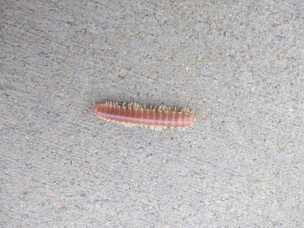 Cherry Millipedes from Iron Mountain Rd, Anniston, AL 36205, USA on ...
