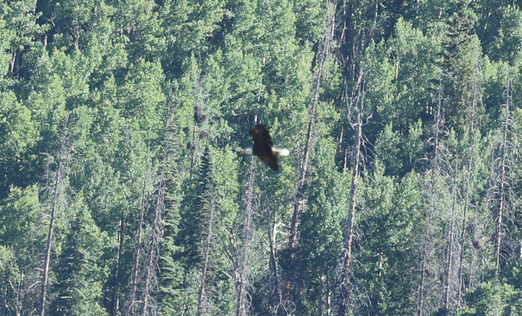 Bald Eagle from Platoro Cabin, Conejos County, CO, USA on August 6 ...