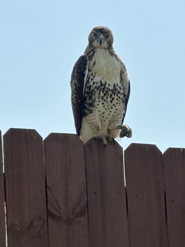 Red-tailed Hawk from Arlington Oaks Trl, Raleigh, NC, US on August 19 ...