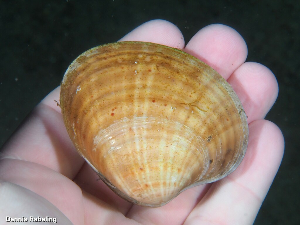 Smooth Clam from Las Palmas, ES-CN, ES on August 19, 2023 at 10:13 AM ...