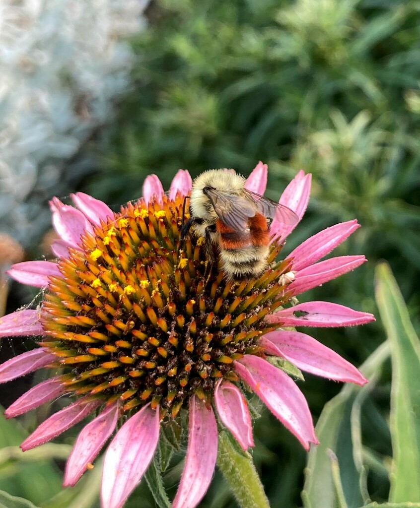 Hunt's Bumble Bee from Douglasdale, Calgary, AB T2Z, Canada on August ...