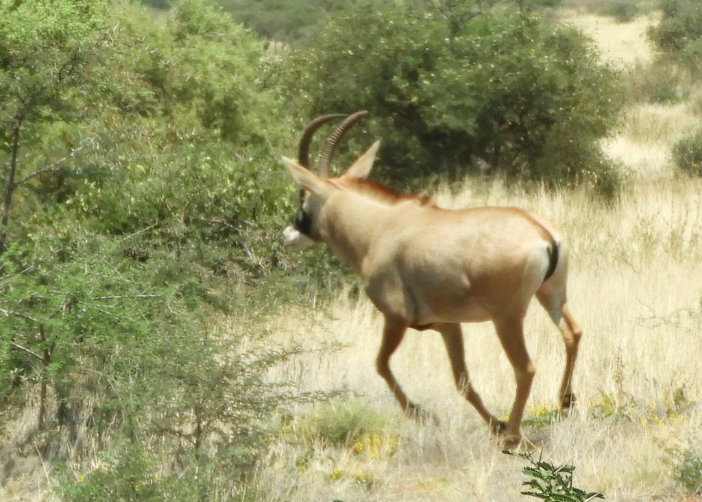 Southern Roan Antelope from Farm Korranaberg 296, Van Zylsrus, 8467 ...