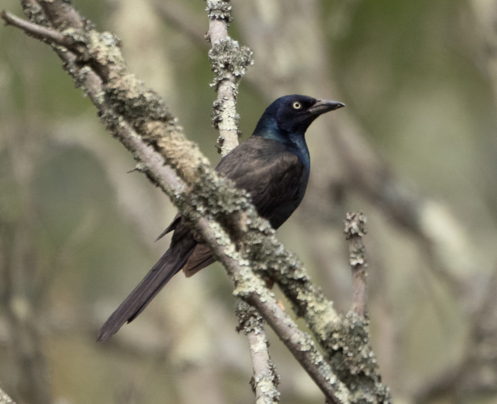 Common Grackle from Coshocton, Ohio, United States on June 15, 2023 at ...