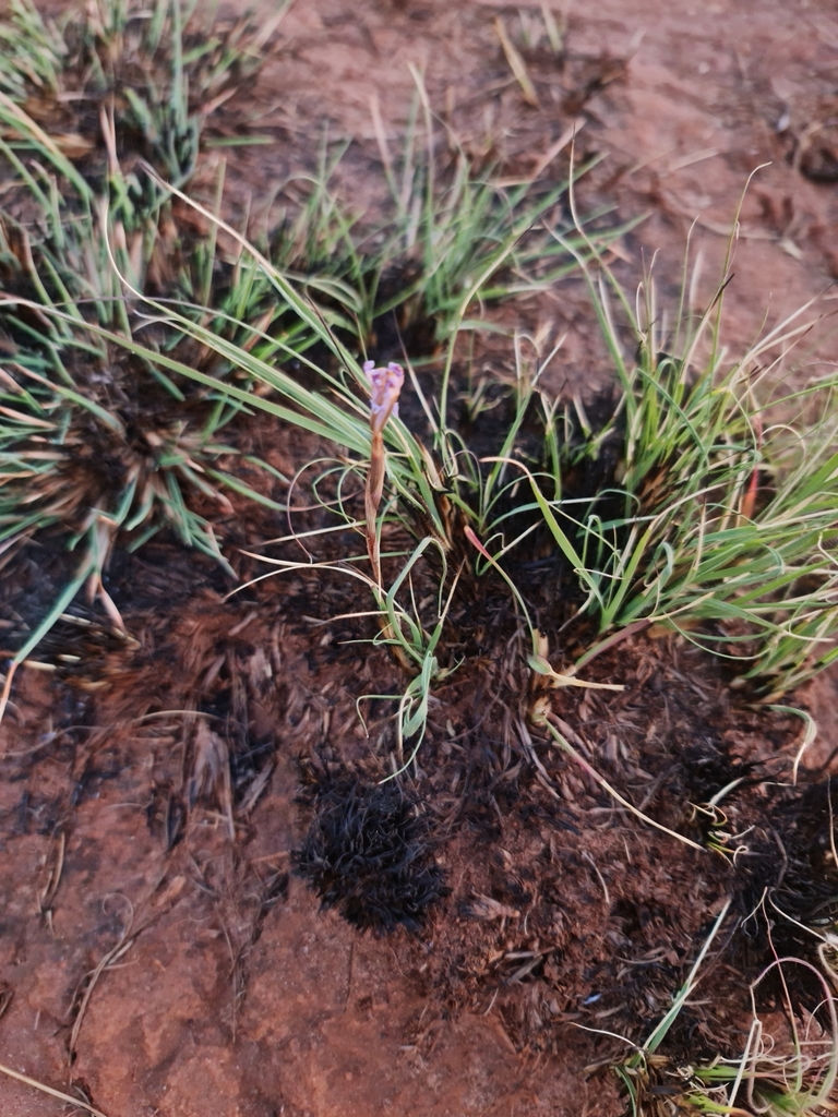 Moraea stricta from Carletonville, 2499, South Africa on August 20 ...