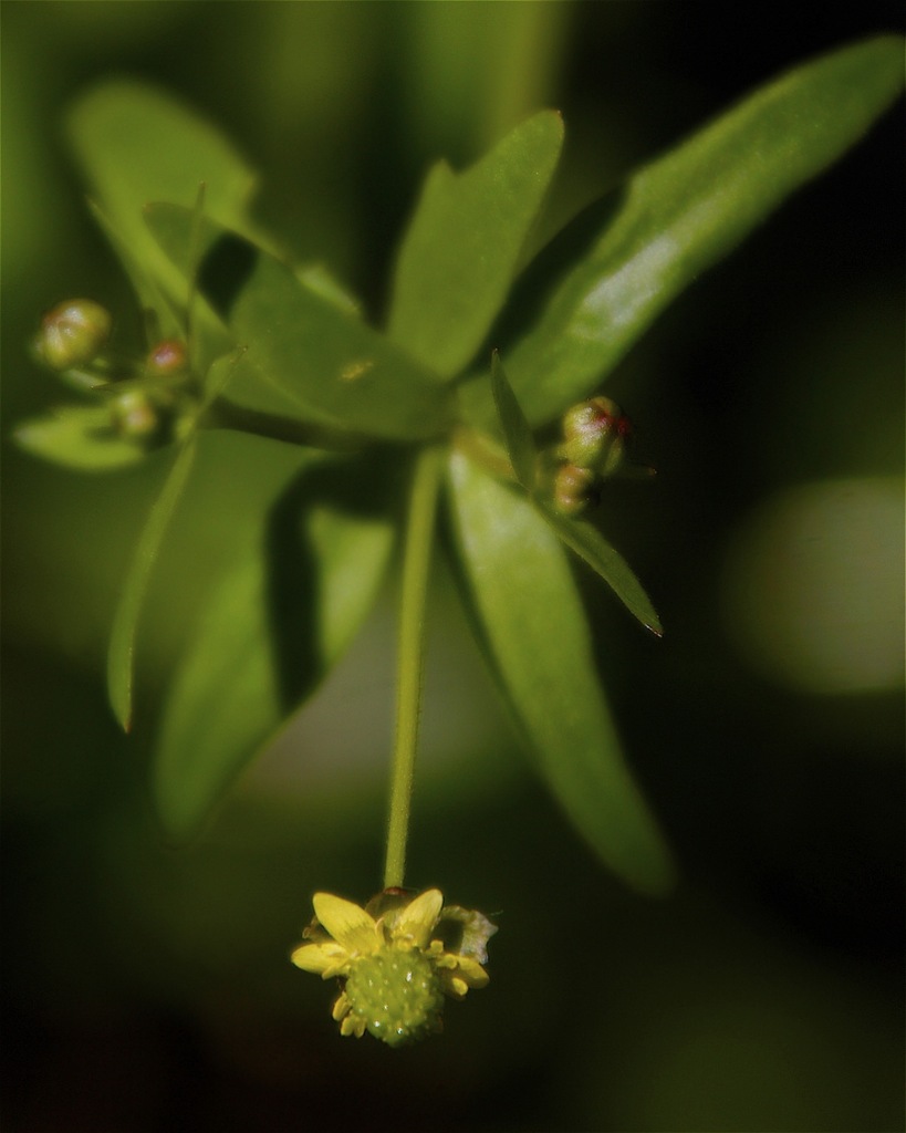 Small-flowered buttercup (crowfoot) (Plants of Overton Park's Old ...
