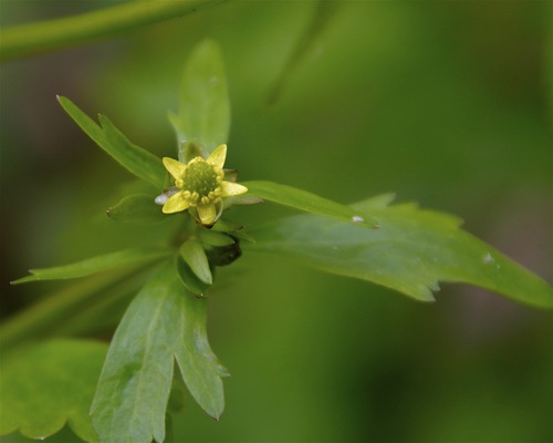Small-flowered buttercup (crowfoot) (Plants of Overton Park's Old ...