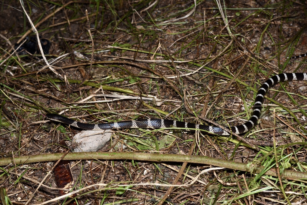 Many-banded Krait in August 2023 by 桃子 · iNaturalist