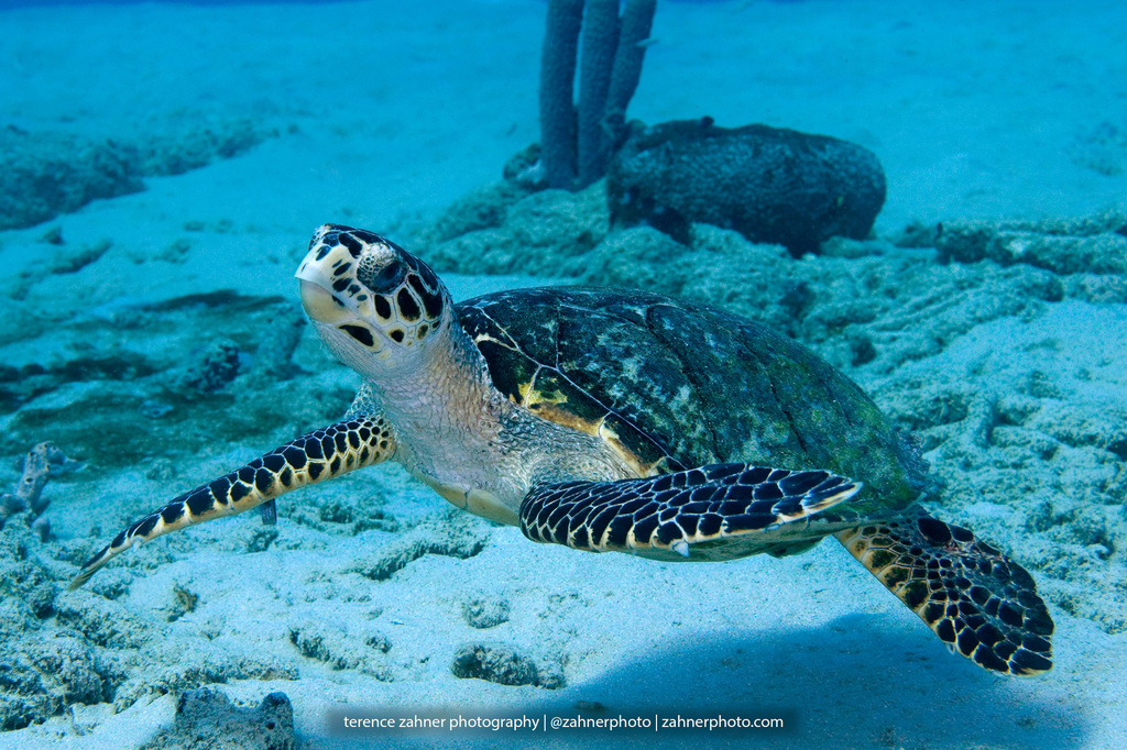 Hawksbill Sea Turtle in March 2010 by terence zahner. tagged WH1135 ...