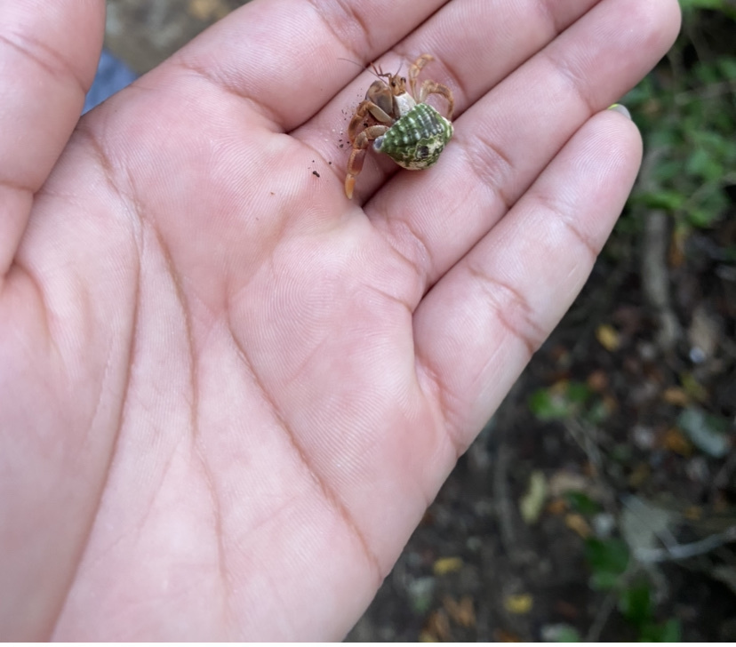 Caribbean Land Hermit Crab from Puerto Rico, Loíza, Puerto Rico, US on ...