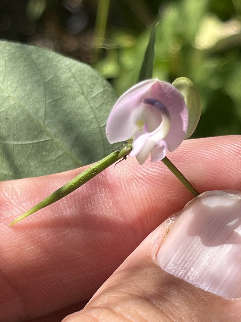 trailing fuzzy-bean from Peach Bottom, PA, US on August 20, 2023 at 12: ...