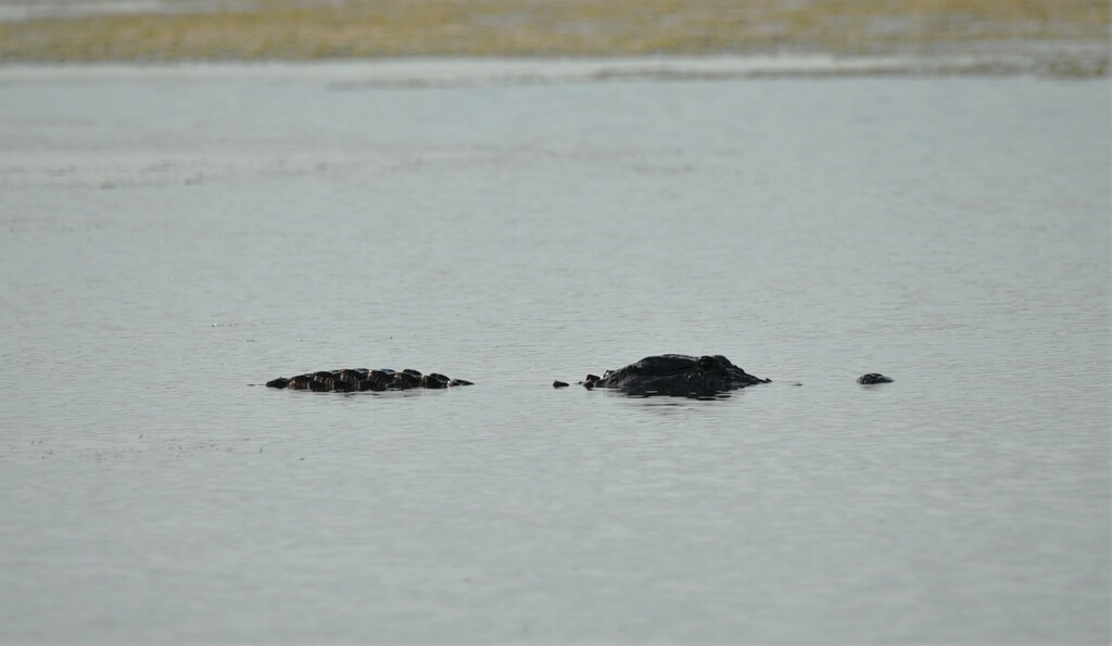 American Alligator from Kurth Lake area on August 20, 2023 by tnewman ...