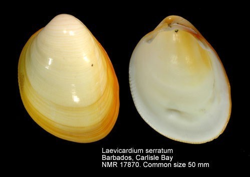Common egg cockle (Marine Shells of Fort Pickens, Gulf Islands National ...