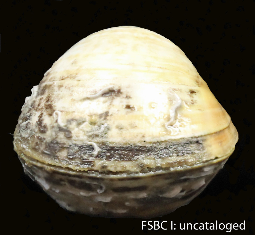 Common egg cockle (Marine Shells of Fort Pickens, Gulf Islands National ...