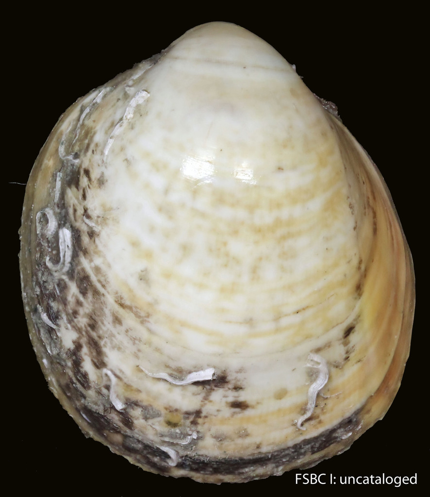Common egg cockle (Marine Shells of Fort Pickens, Gulf Islands National ...