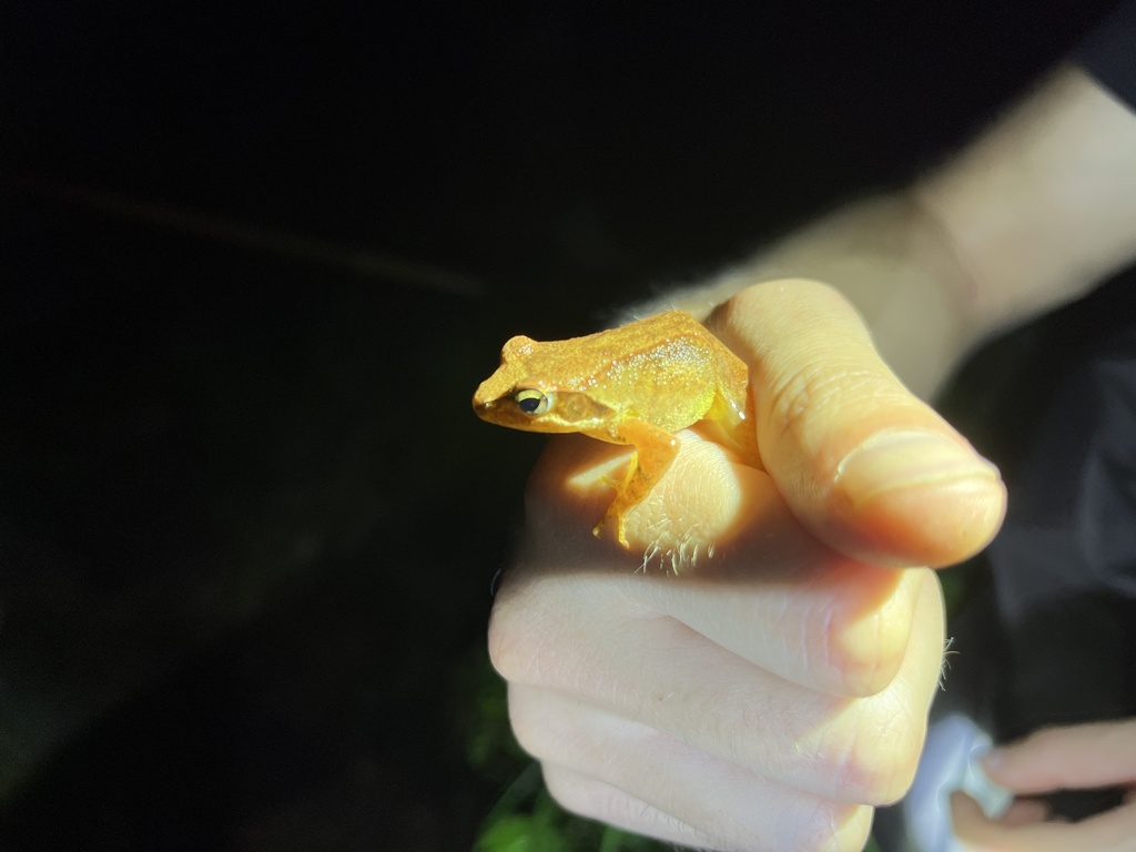 Japanese Brown Frog from Daisen, JP-TT, JP on August 20, 2023 at 07:50 ...