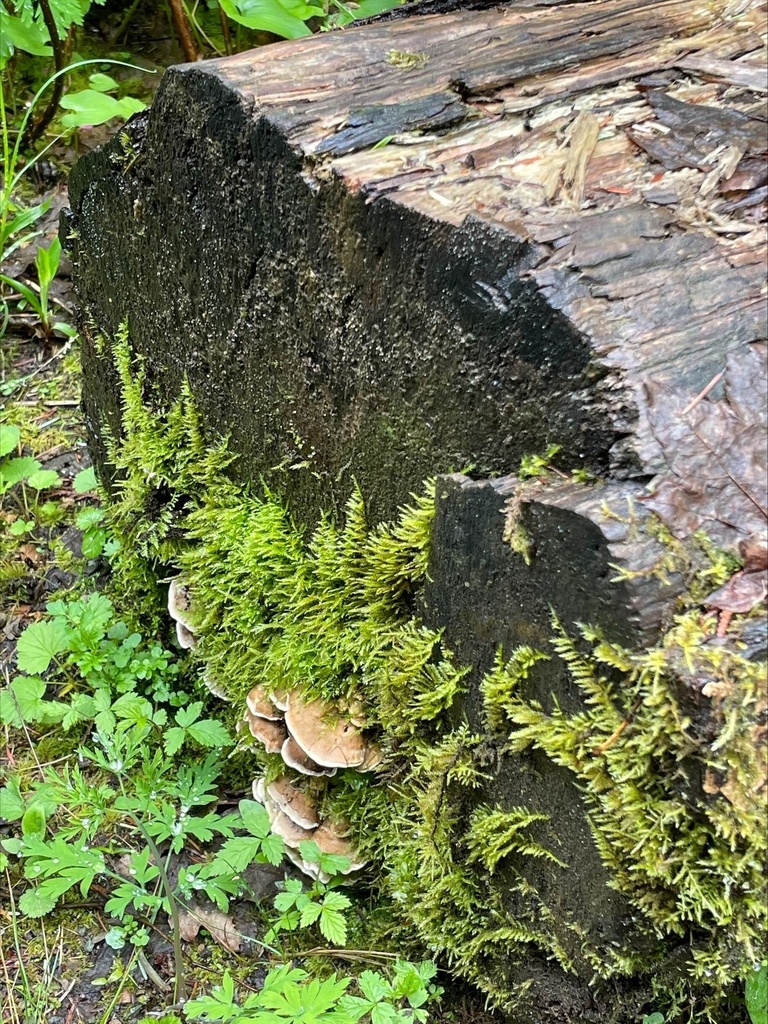 Smoky polypore from 114th Ave NE, Kirkland, WA, US on May 3, 2022 at 03 ...