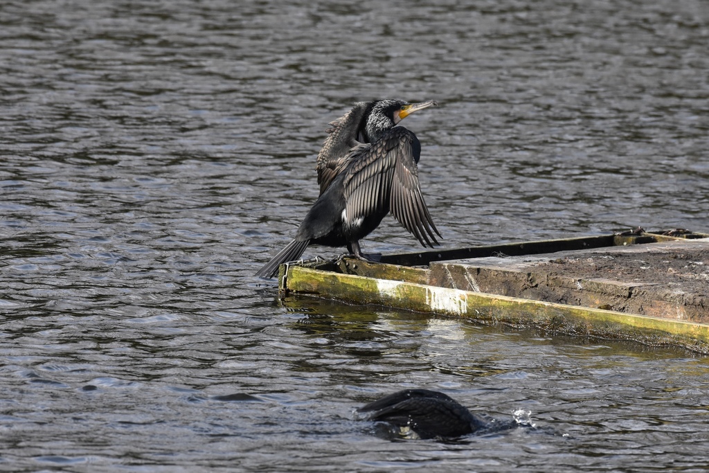 Great Cormorant from Liverpool, UK on February 9, 2019 at 12:26 PM by ...