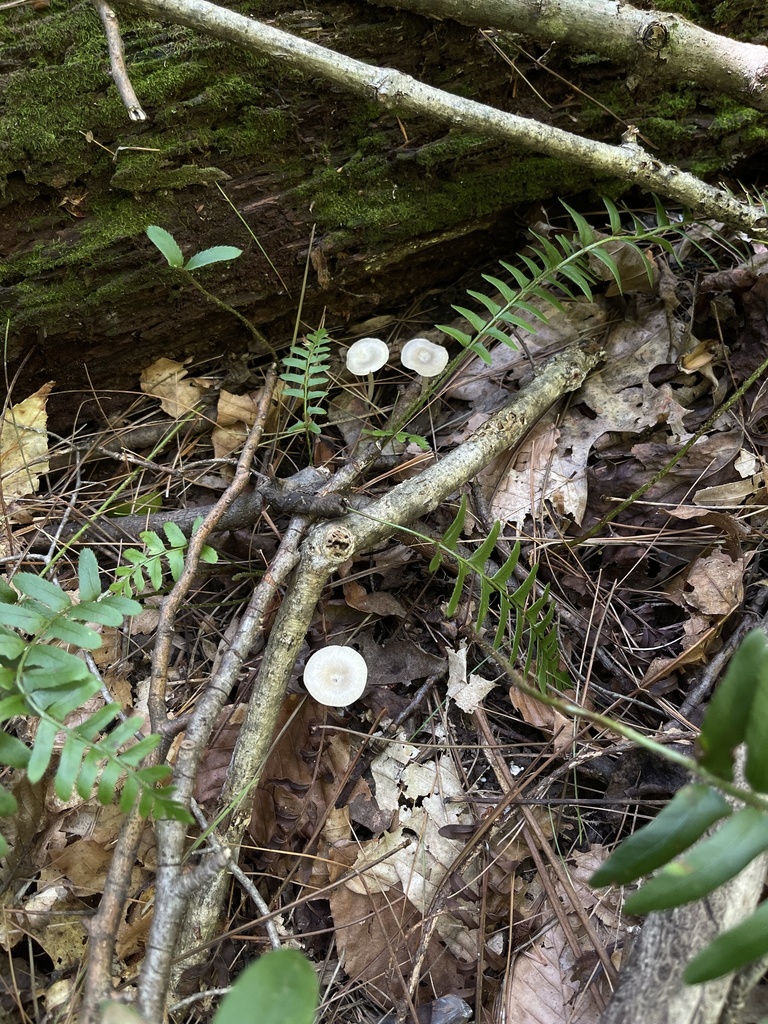Pinkgills from McCormick's Creek State Park, Spencer, IN, US on August ...