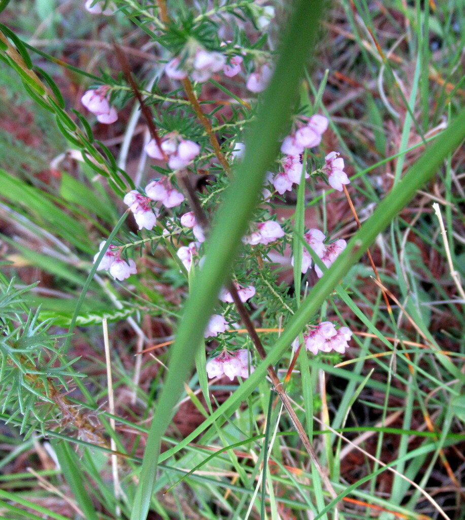 Heaths from Volmoed Trust Hemel en Aarde on August 17, 2023 at 11:27 AM ...