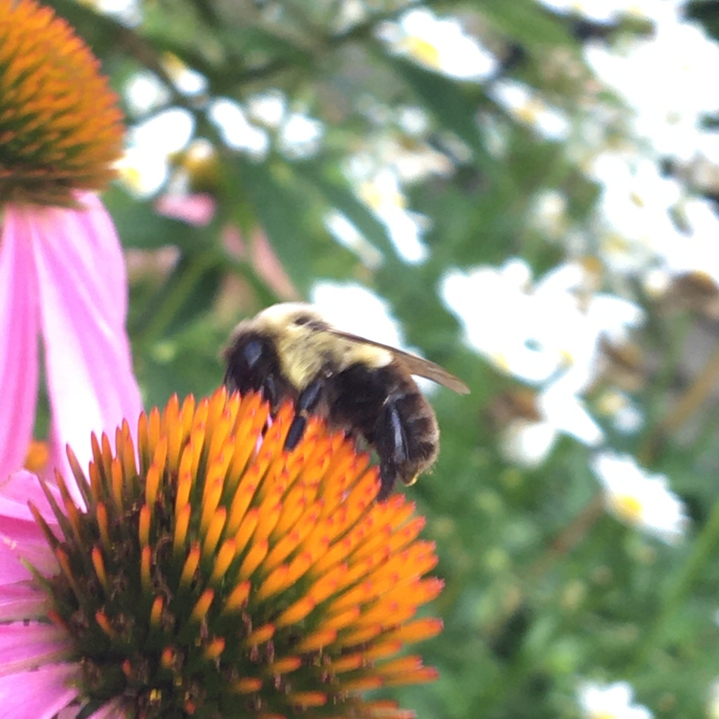 Common Eastern Bumble Bee from Fairfield County, US-CT, US on July 29 ...