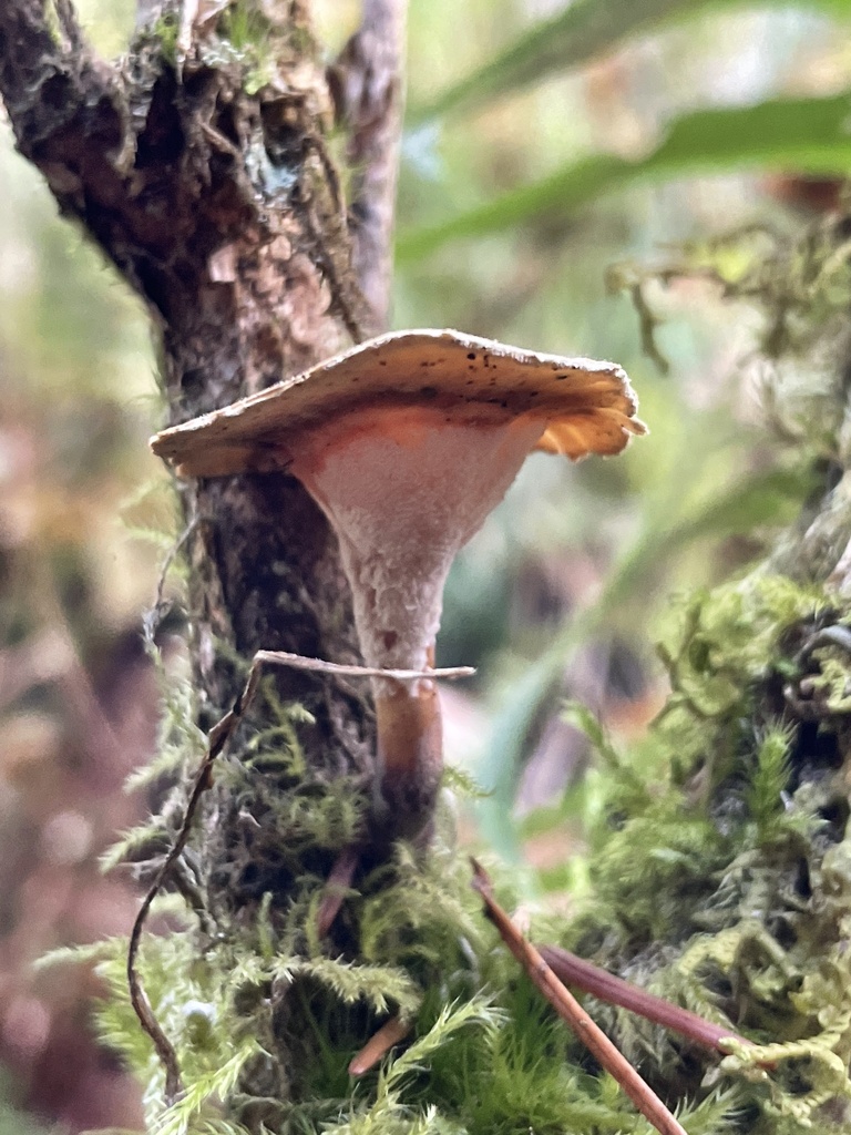 Bay Polypore from NE Woodinville-Duvall Rd, Duvall, WA, US on November ...
