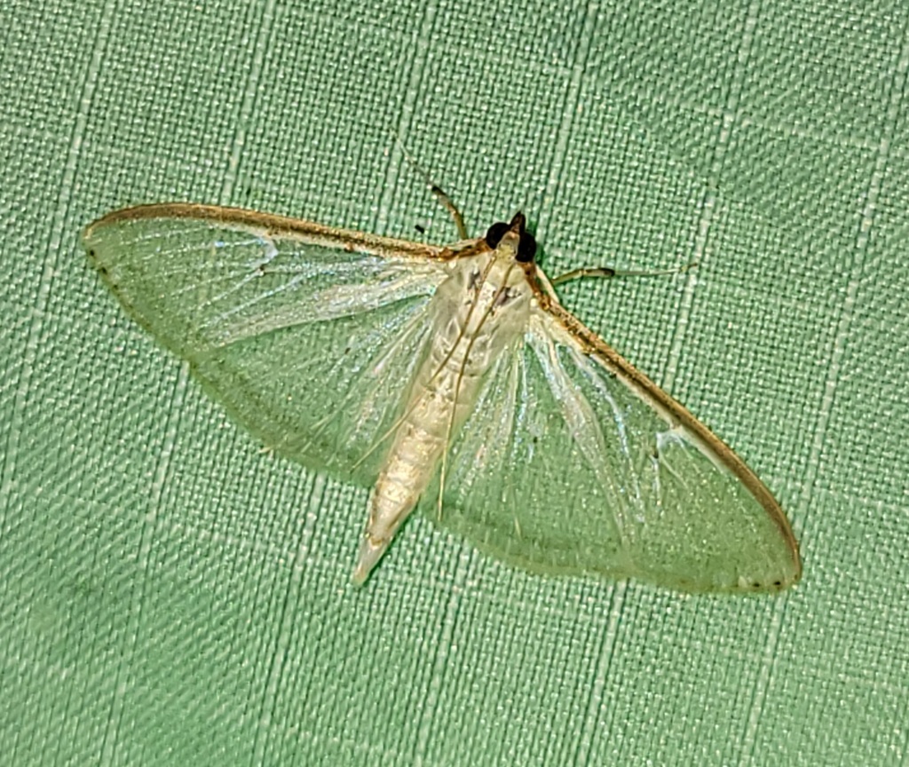 Four-spotted Palpita Moth from Walden Preserve, Salem, CT on August 19 ...