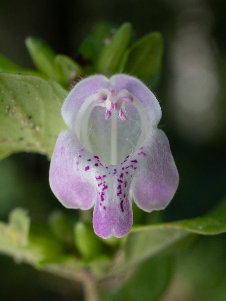 Georgia calamint (Clinopodium carolinianum) - Botanical Realm